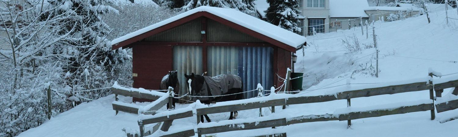 Offenstall, Tipps zu Genehmigung, Bau und Pferdehaltung